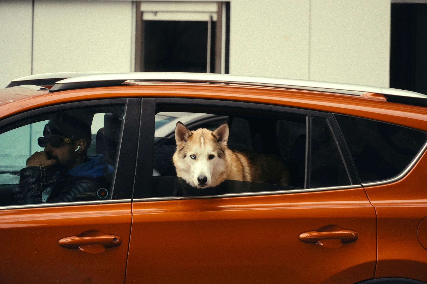 Safe Travels for Your Pet: Tips for Driving Your Furry Friend – Auto GoShop